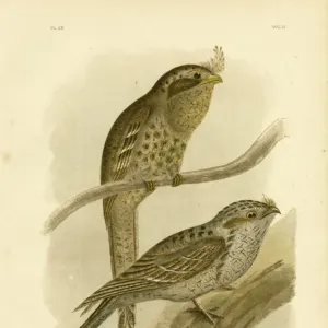 Frogmouths (Caprimulgiformes, Birds, Animals) Gallery