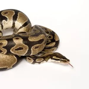 Paradox Super Fire Ball Python or Royal Python -Python #12542285