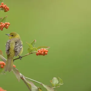 Soricidae (Mammals, Animals) Collection Our beautiful Wall Art and ...