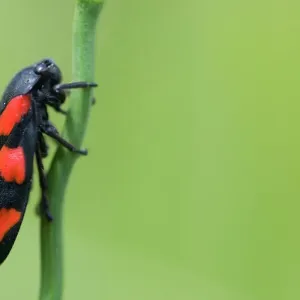 Hemiptera (Insects, Animals) Collection available as Framed Prints ...