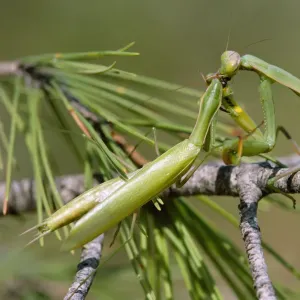 Mantodea (Insects, Animals) Gallery available as Framed Prints, Photos ...