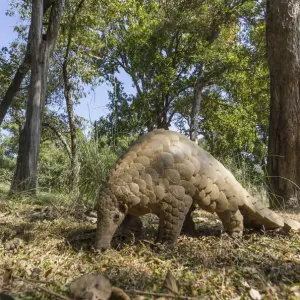 Manidae (Mammals, Animals) Gallery available as Framed Prints, Photos ...