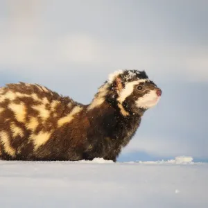 Mustelidae Art Prints, Posters & Puzzles