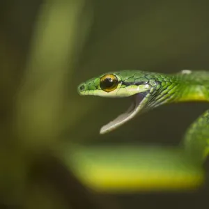 Parrot Snake (Snakes, Reptiles, Animals) Collection