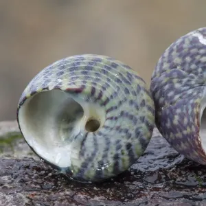 Mustelidae Art Prints, Posters & Puzzles