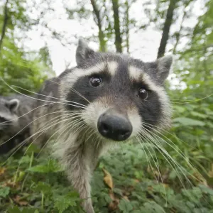 Procyonidae (Mammals, Animals) Collection available as Framed Prints ...