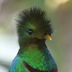 Quetzal Face Drawings Quetzal Vector Images | Depositphotos