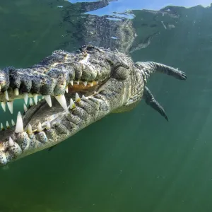 Zapodidae (Mammals, Animals) Collection available as Framed Prints ...