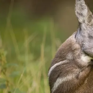 Moschidae (Mammals) Gallery available as Framed Prints, Photos, Wall ...