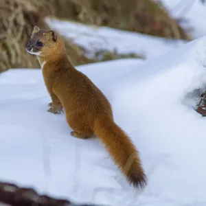 Mustelidae Art Prints, Posters & Puzzles