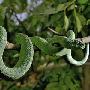 Bush Viper (Viper, Snakes, Reptiles, Animals) Collection