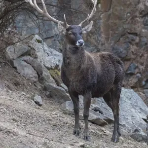 Cervidae (Mammals, Animals) Gallery available as Framed Prints, Photos ...