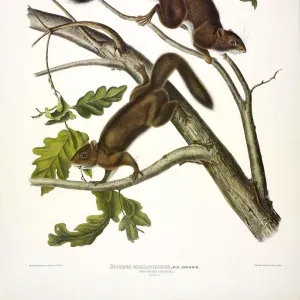 Heteromyidae (Mammals, Animals) Collection available as Framed Prints ...
