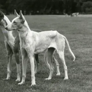 Hound (Dogs Domestic, Mammals, Animals) Collection