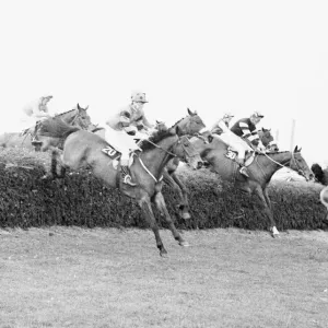 Eupleridae (Mammals, Animals) Collection Our beautiful Wall Art and ...