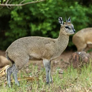 Klipspringer feeding at tree (Oreotragus oreotragus)