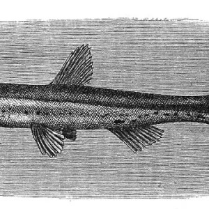 Gliridae (Mammals, Animals) Collection Our beautiful Wall Art and Photo ...