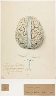 Circle Of Willis Art Prints, Posters & Puzzles