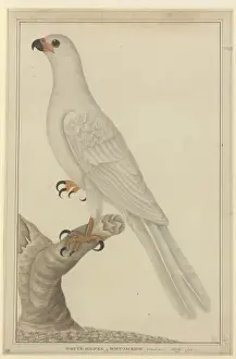 Variable Goshawk (Accipitridae)