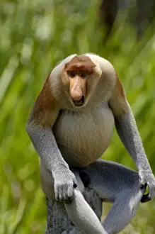 Proboscis Monkey Art Prints, Posters & Puzzles