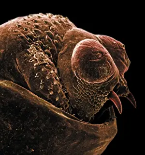 Scanning Electron Microscope Image