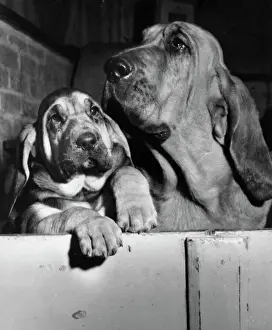 Bloodhound Art Prints, Posters & Puzzles