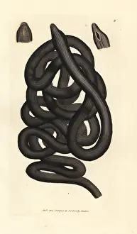 Bootlace Worm Prints