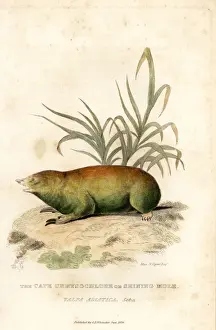 Cape Golden Mole Art Prints, Posters & Puzzles