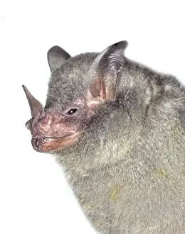 Silky Short-tailed Bat (Phyllostomidae, Mammals)