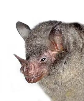 Silky Short-tailed Bat (Phyllostomidae, Mammals)