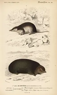 Cape Golden Mole Art Prints, Posters & Puzzles