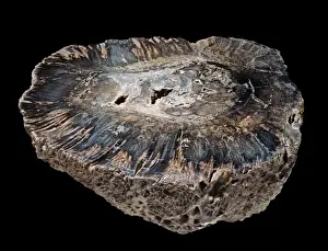 Bennettitales Art Prints, Posters & Puzzles