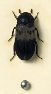 Black Larder Beetle (Beetles, Insects, Animals) Gallery