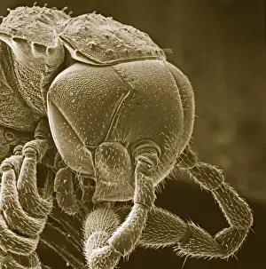 Scanning Electron Microscope Image