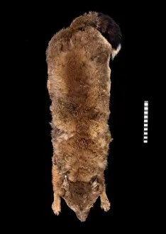 Falklands Wolf (Dogs Wild, Mammals, Animals) Collection