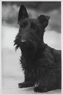Scottish Terrier Art Prints, Posters & Puzzles