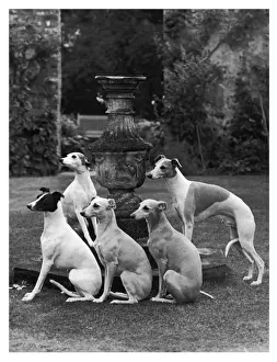 Whippet (Hound, Dogs Domestic, Mammals, Animals) Collection