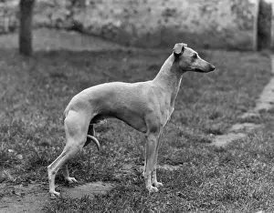 Whippet (Hound, Dogs Domestic, Mammals, Animals) Collection
