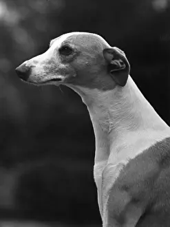 Whippet (Hound, Dogs Domestic, Mammals, Animals) Collection