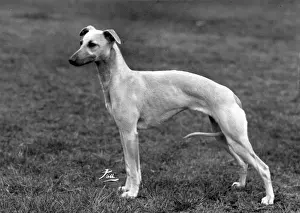 Whippet (Hound, Dogs Domestic, Mammals, Animals) Collection