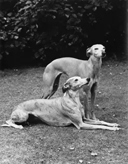 Whippet (Hound, Dogs Domestic, Mammals, Animals) Collection