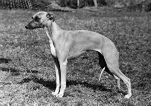 Whippet (Hound, Dogs Domestic, Mammals, Animals) Collection