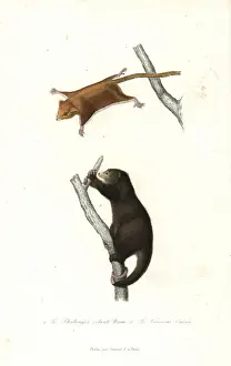 Talaud Bear Cuscus Art Prints, Posters & Puzzles