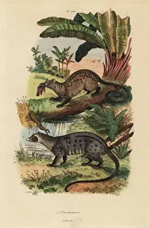 Golden Palm Civet (Viverridae, Mammals, Animals) Collection