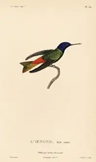 Golden Tailed Sapphire (Hummingbirds, Apodiformes, Birds)