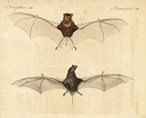 Horsfields Leaf-nosed Bat (Hipposideridae, Mammals)