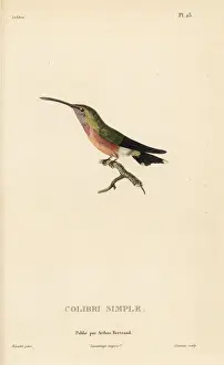 Lucifer Sheartail (Hummingbirds, Apodiformes, Birds)