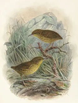 Lyalls Wren (New Zealand Wrens, Passerines, Birds)