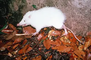 Moonrat Art Prints, Posters & Puzzles