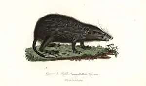 Moonrat Art Prints, Posters & Puzzles